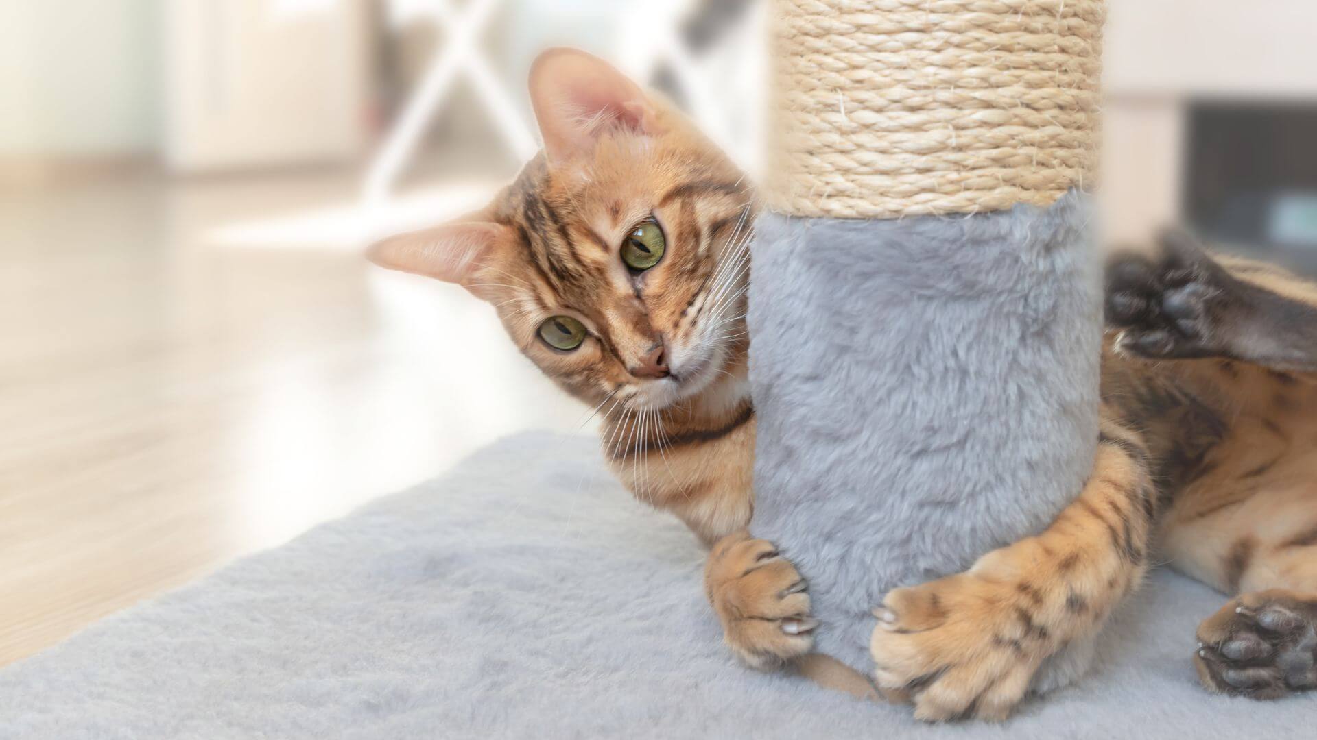 Vet Near Me Huntington Beach, CA | Friendly Animal Hospital
