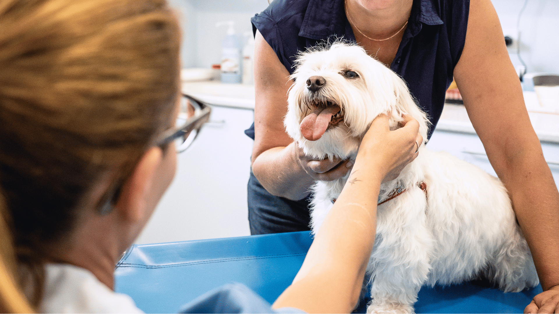 Huntington Beach, CA Veterinary Services | Friendly Animal